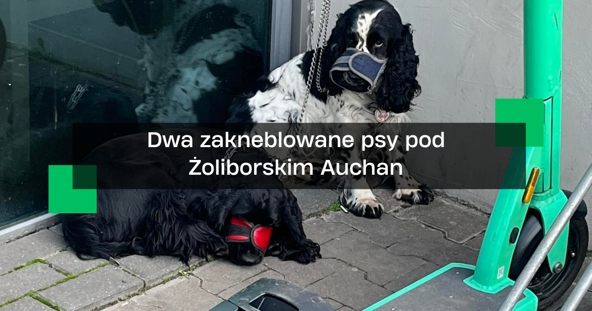 Dwa zakneblowane psy pod Auchan na Żoliborzu